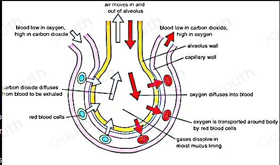 Solved: The diagram shows how gas exchange happens in a specialised ...