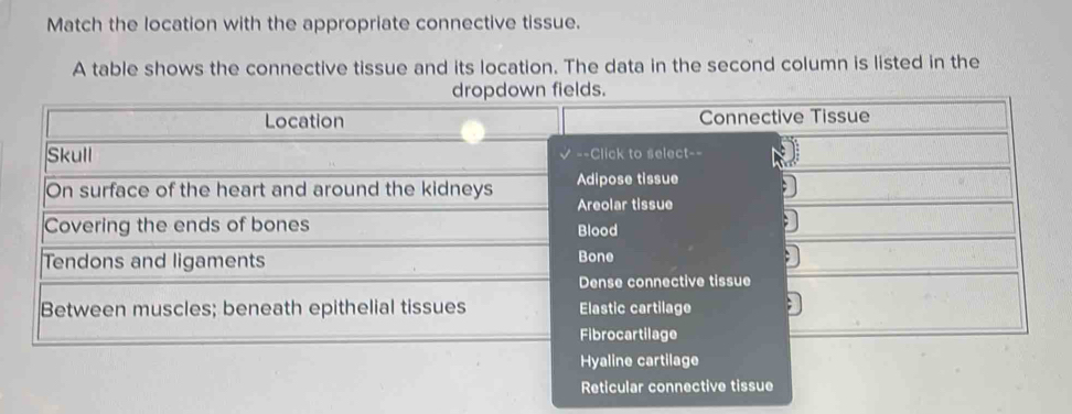Solved: Match the location with the appropriate connective tissue. A ...