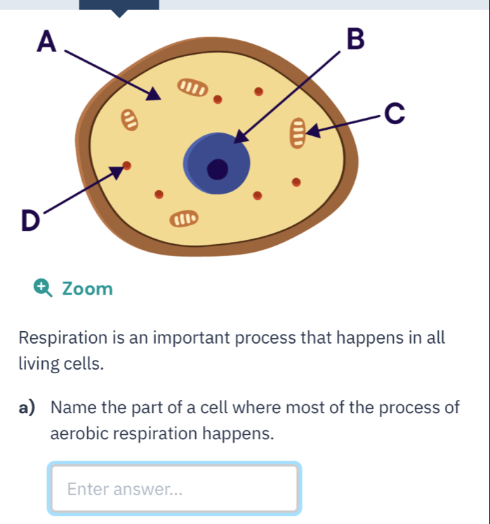 Gelöst:+ Zoom Respiration is an important process that happens in all ...