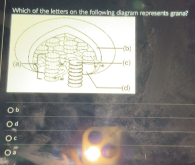 Solved: Which of the letters on the following diagram represents grana ...