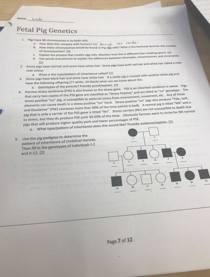 Solved: Name:_ Fetal Pig Genetics 1. Pigs have 38 chromosomes in its ...