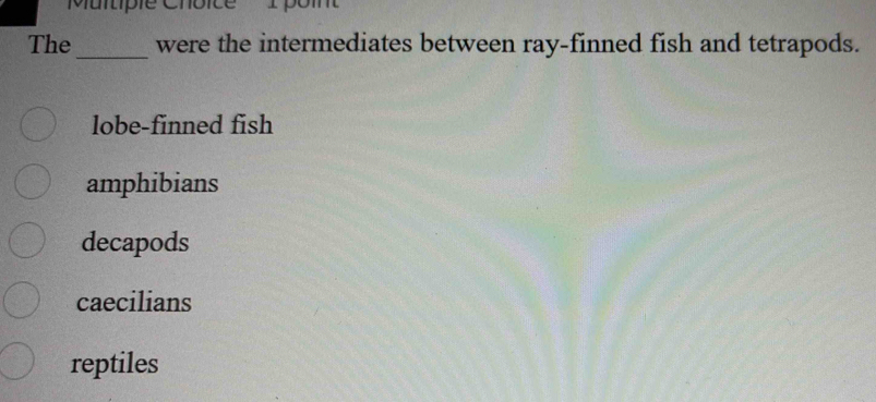 Solved: Muntiple Choice 1 poi The _were the intermediates between ray ...