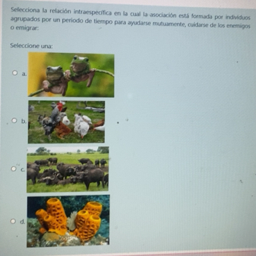 Resuelto:Selecciona la relación intraespecífica en la cual la ...