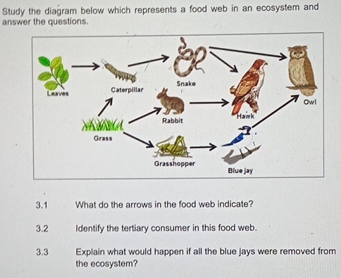Solved: Study the diagram below which represents a food web in an ...
