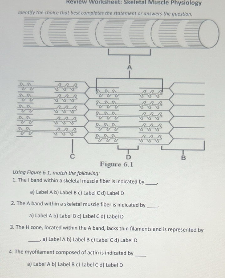 Solved: Review Worksheet: Skeletal Muscle Physiology Using Figure 6.1 ...