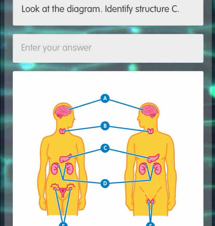 Solved: Look at the diagram. Identify structure C. Enter your answer ... Solved: Look at the diagram. Identify structure C. Enter your answer ...