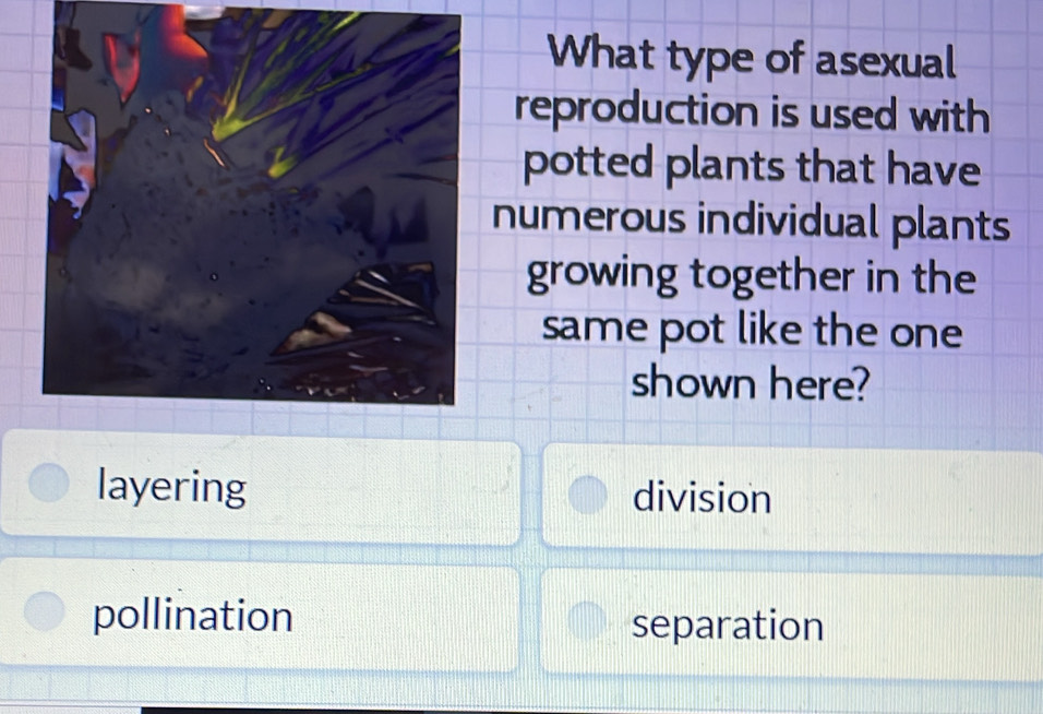 Solved: What type of asexual reproduction is used with potted plants ...