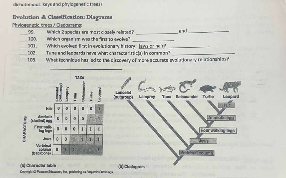 Solved: dichotomous keys and phylogenetic trees) Evolution ...
