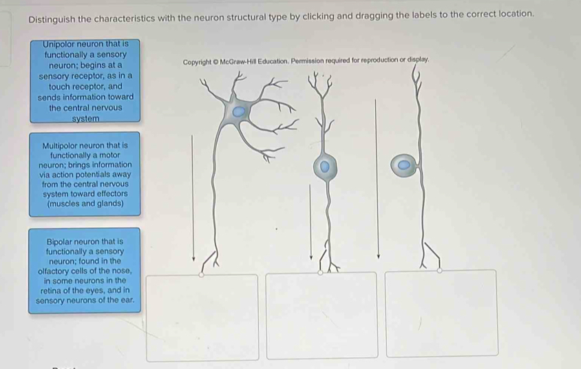 Solved: Distinguish the characteristics with the neuron structural type ...