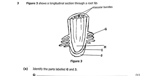 Solved: Figure 3 shows a longitudinal section through a root tip ...