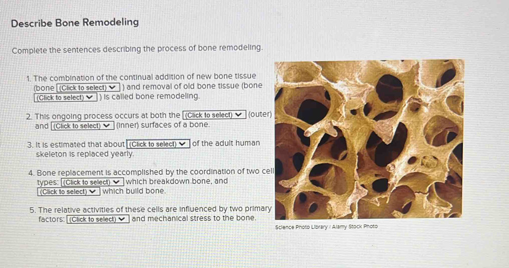 Solved: Describe Bone Remodeling Complete the sentences describing the ...