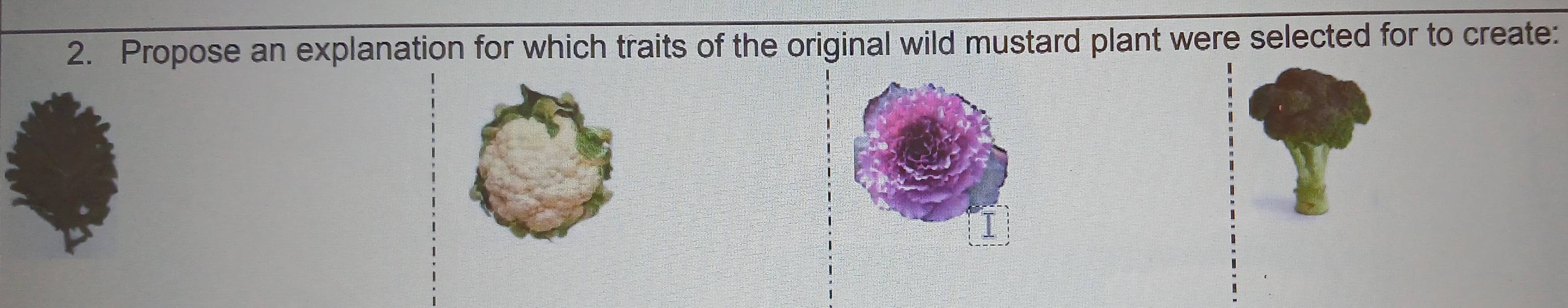 Solved: Propose an explanation for which traits of the original wild ...