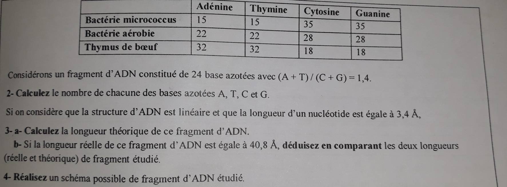 Solved: Considérons un fragment d'ADN constitué de 24 base azotées avec ...