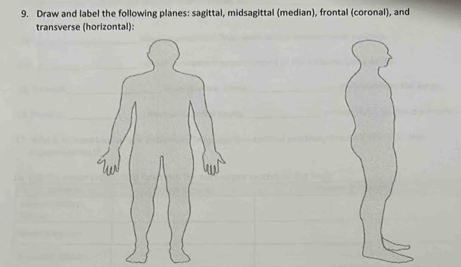 Solved: Draw and label the following planes: sagittal, midsagittal ...