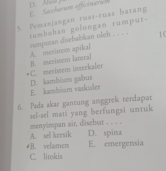 Telah dijawab:E. Saccharum officinarum 5. Pemanjangan ruas-ruas batang ...