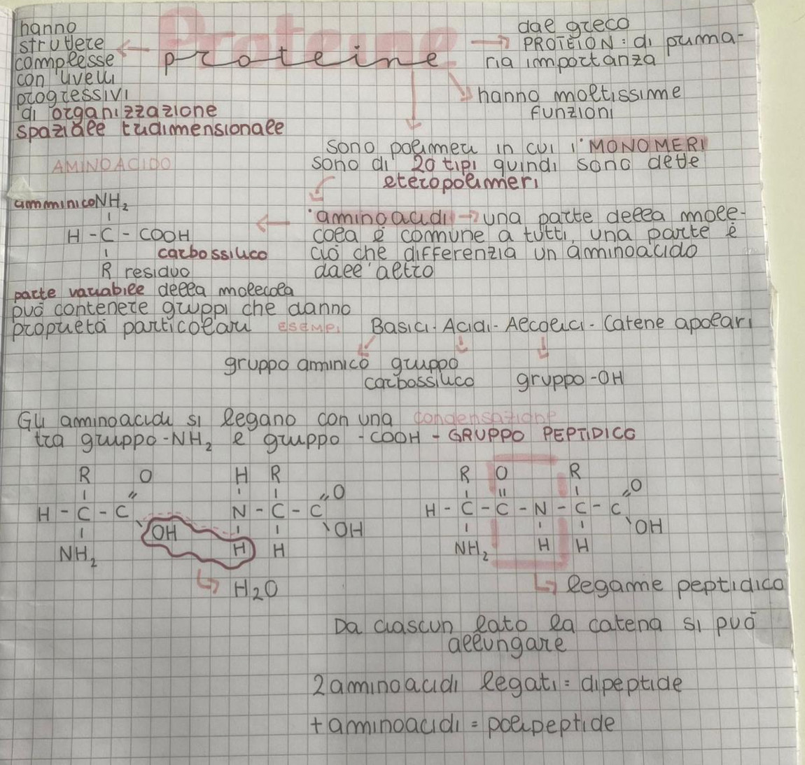 Risolto:hanno dae grecd struvece PROTéiON: di puma? compeesse e ria ...