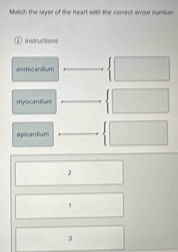 Solved: Match the laver of the heart with the correct arrow number D Instructions endocardium m ...