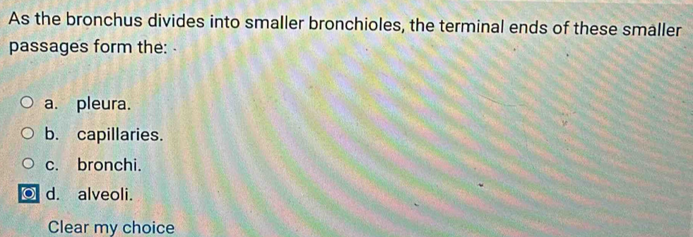 Solved: As the bronchus divides into smaller bronchioles, the terminal ...