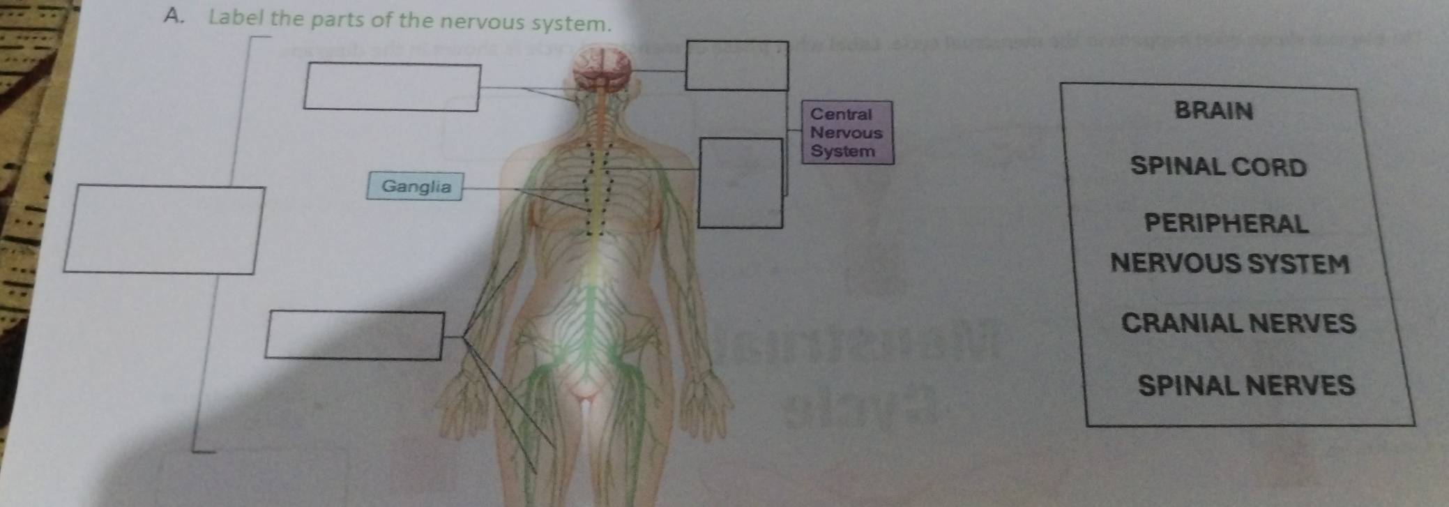 Solved: Label the parts of the nervous system. BRAIN SPINAL CORD ...