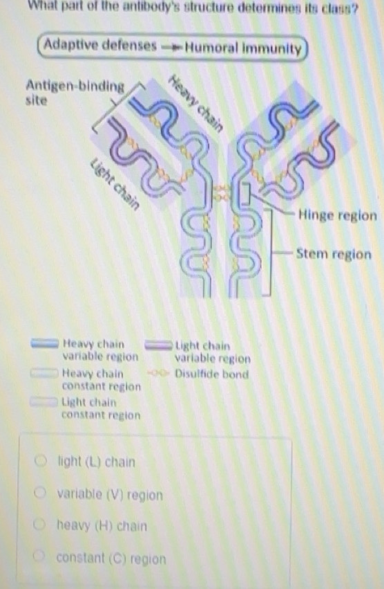 Solved: What part of the antibody's structure determines its class? n n ...
