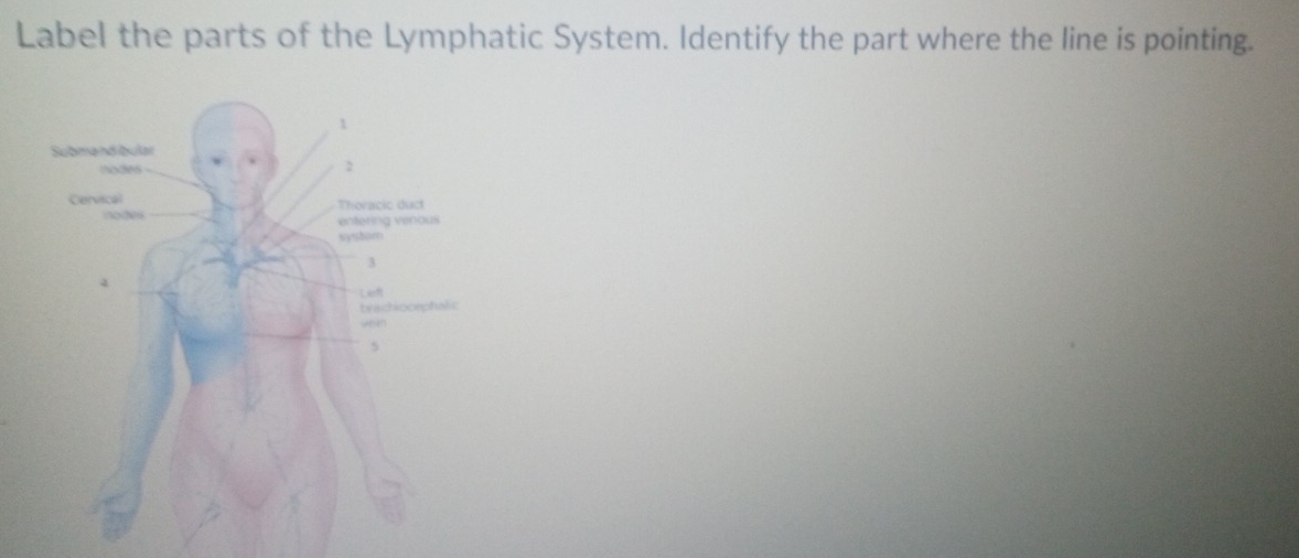 Solved: Label the parts of the Lymphatic System. Identify the part ...