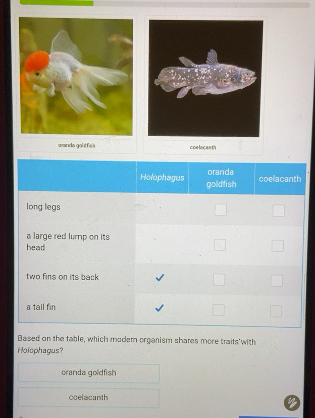 Gelöst:oranda goldfish coelacanth Based on the table, which modern ...