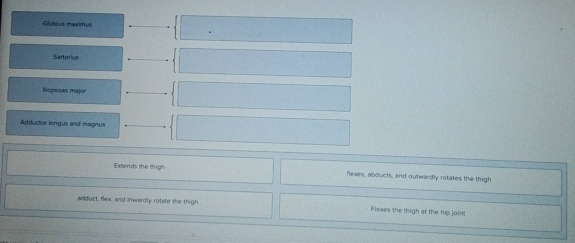 Solved: Gluteus maximus Sartorius Iliopsoas major Adductor longus and ...