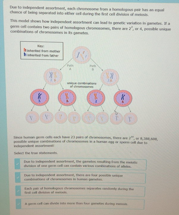 Solved: Due to independent assortment, each chromosome from a ...