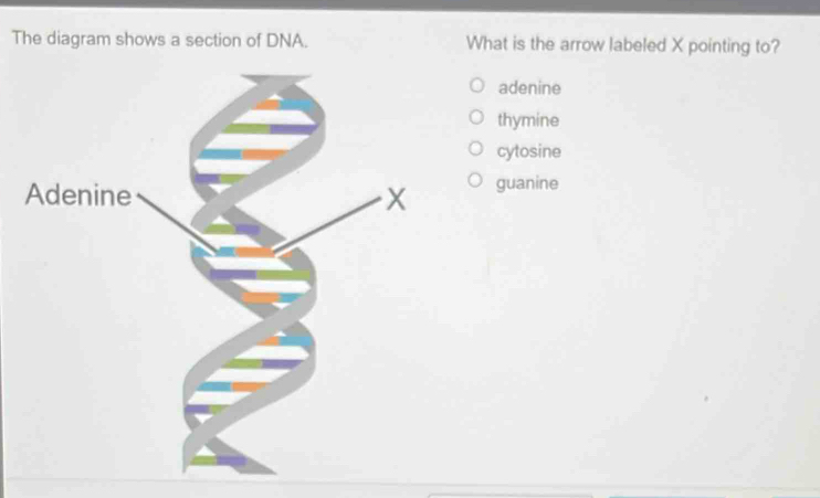 Solved: The diagram shows a section of DNA. What is the arrow labeled X ...