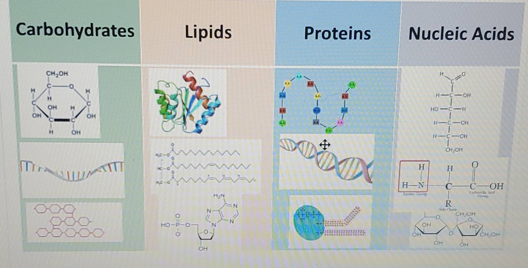 Solved: Carbohydrates Lipids Proteins Nucleic Acids H HO — H—C—OH 0 ...