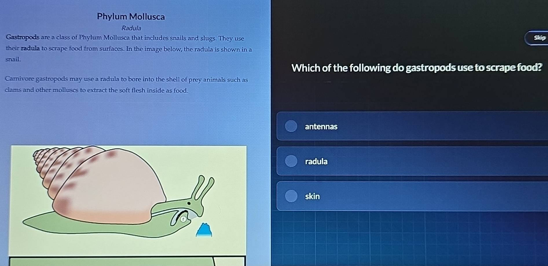 Solved: Phylum Mollusca Radula Gastropods are a class of Phylum ...