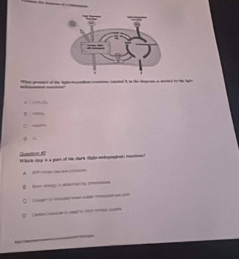 Solved: hat prosnct of the light dependent reactions, tnleled X in the ...