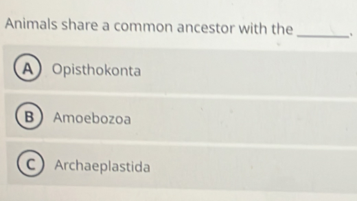 Solved: Animals share a common ancestor with the _、 A Opisthokonta ...