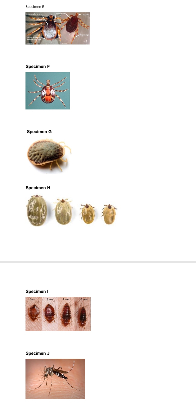 Résolu :Specimen E Specimen F Specimen G Specimen H Specimen I Specimen J
