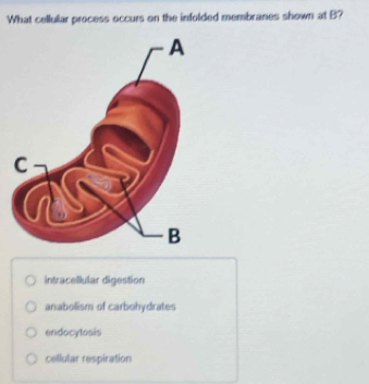 Solved: What cellular process occurs on the infolded membranes shown at ...