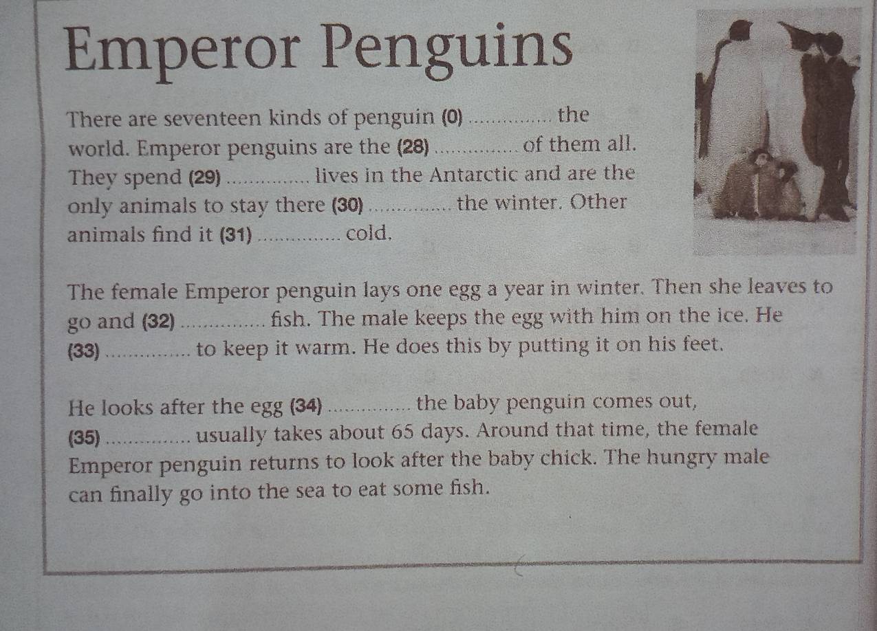Solved: Emperor Penguins There are seventeen kinds of penguin (0 ...