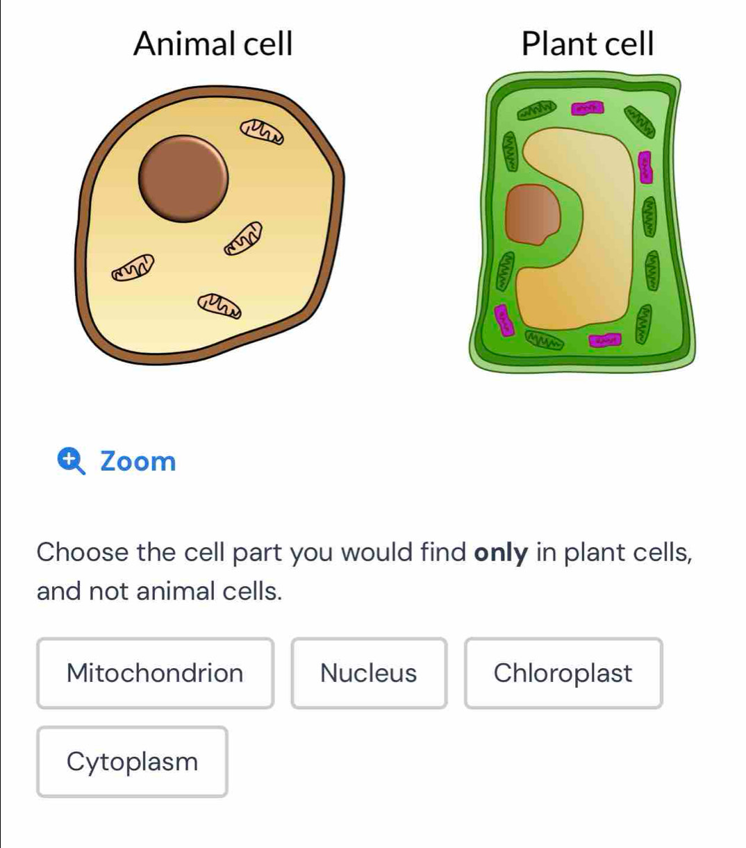 Solved: Animal cell Zoom Choose the cell part you would find only in ...