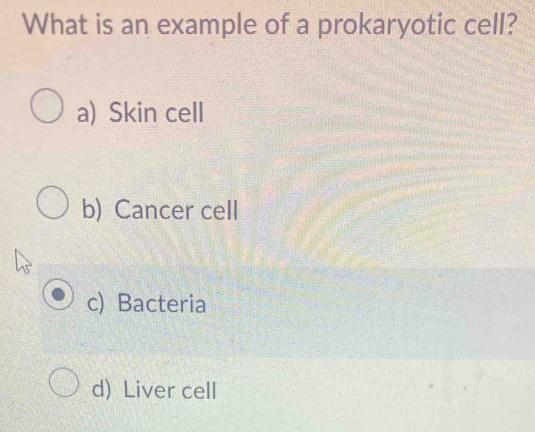 Solved: What is an example of a prokaryotic cell? a) Skin cell b ...
