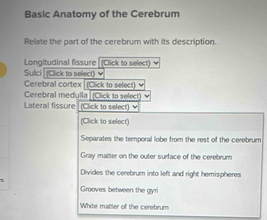Solved: Basic Anatomy of the Cerebrum Relate the part of the cerebrum with its description. Long ...