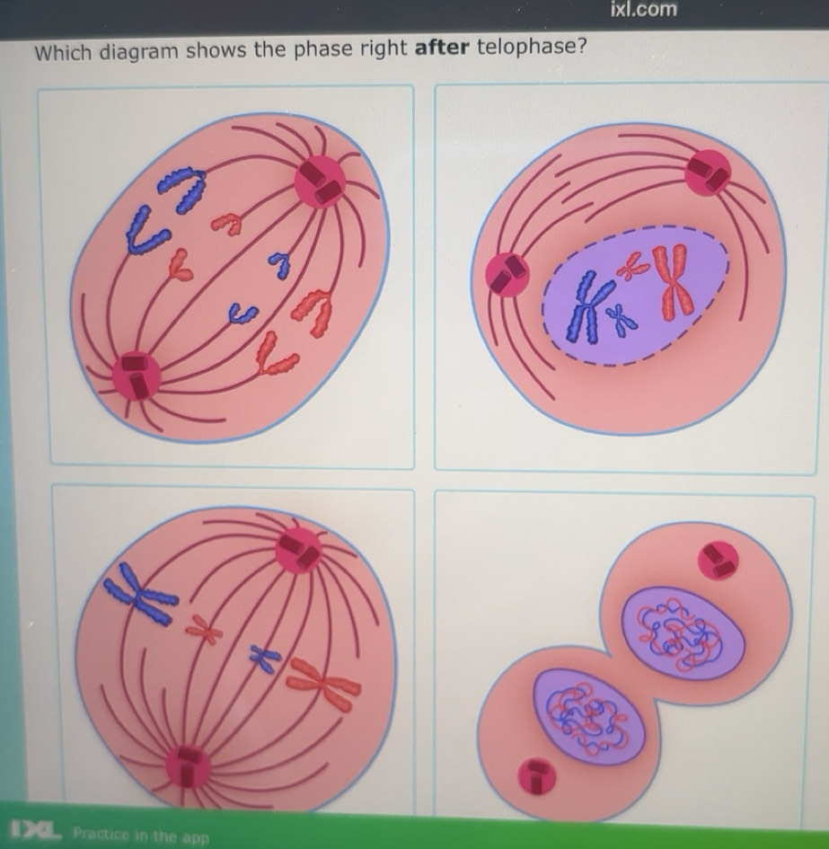 Solved: ixl.com Which diagram shows the phase right after telophase ...