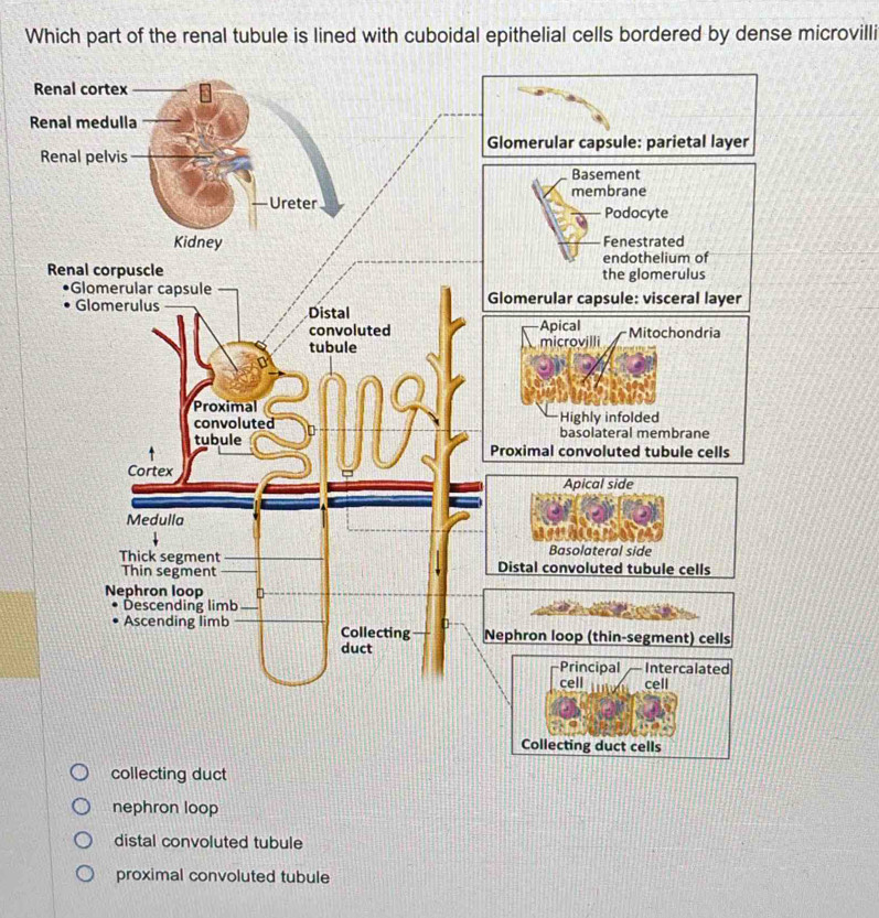 Solved: Which part of the renal tubule is lined with cuboidal ...