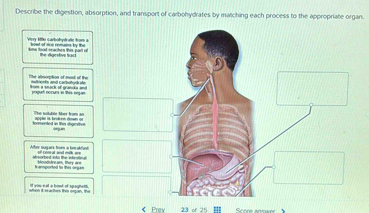 Solved: Describe the digestion, absorption, and transport of ...