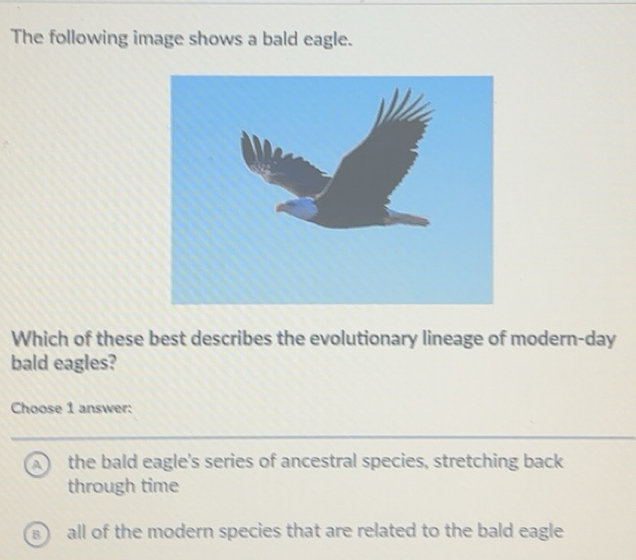 Solved: The following image shows a bald eagle. Which of these best ...