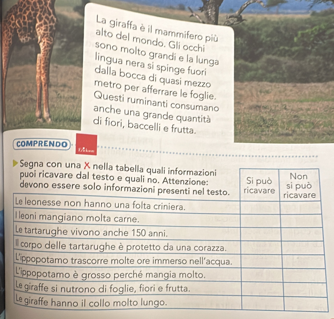 Risolto:La giraffa è il mammifero più alto del mondo. Gli occhi sono ...
