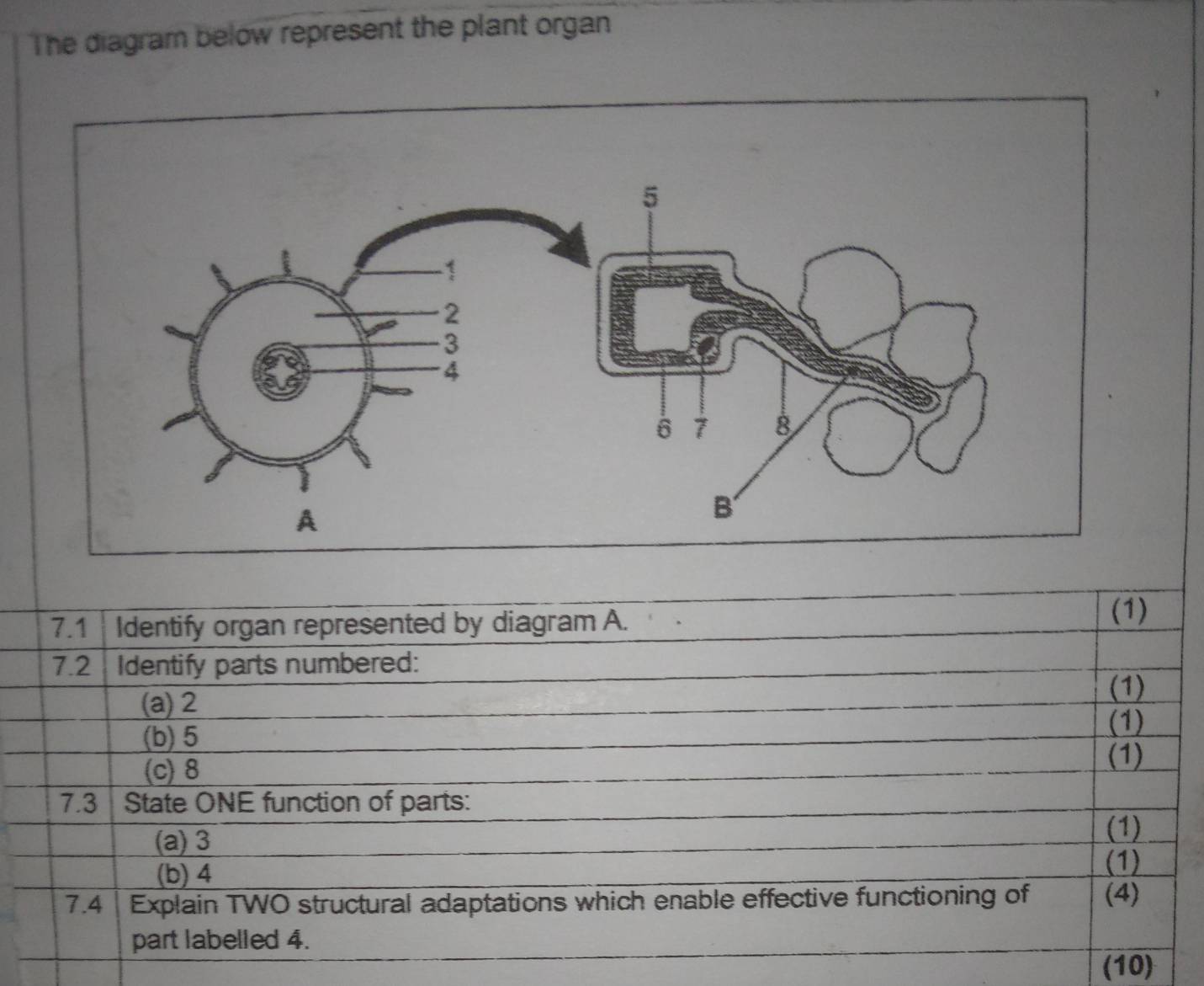 Gelöst:The diagram below represent the plant organ 7.1 Identify organ ...