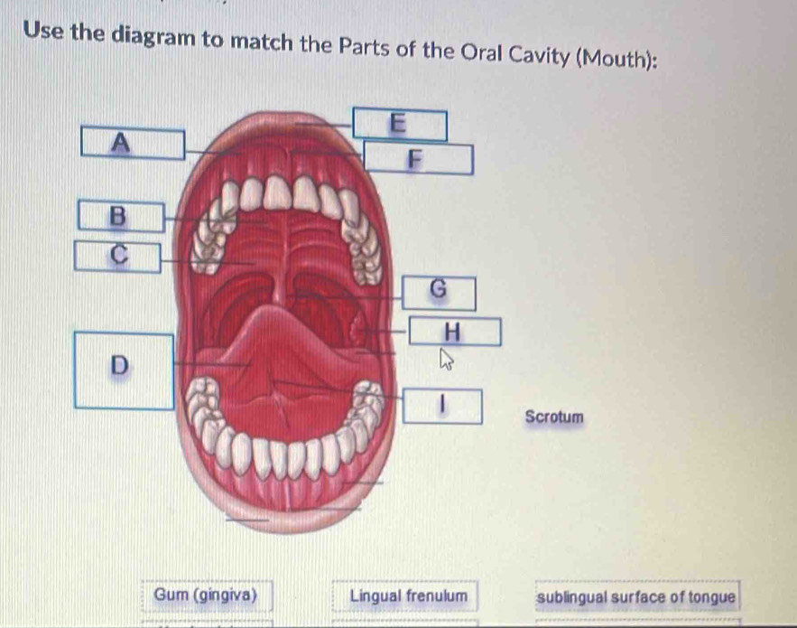 Solved: Use the diagram to match the Parts of the Oral Cavity (Mouth ...