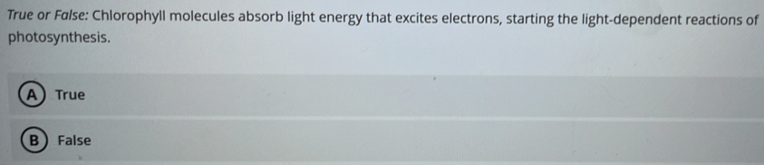 Solved: True or False: Chlorophyll molecules absorb light energy that ...