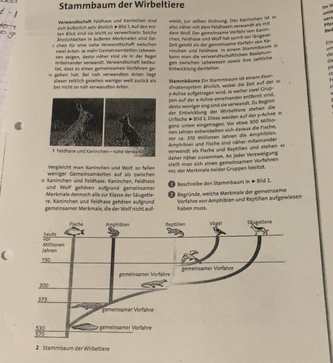 Gelöst:Stammbaum der Wirbeltiere Im V unte Verwandtschaft Feldhase und ...