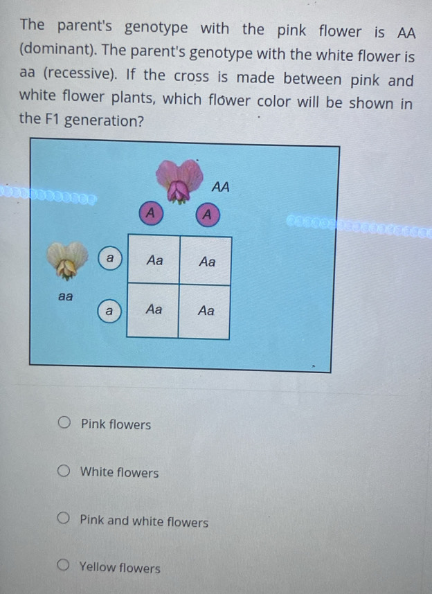 Solved: The parent's genotype with the pink flower is AA (dominant ...