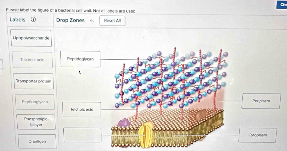 Solved: Che Please label the figure of a bacterial cell wall. Not all labels are used. Labels Dr ...